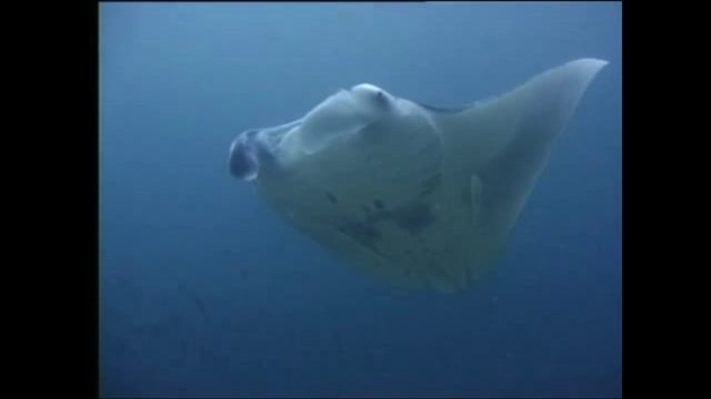 Гр. Зодиак - A Mysterious Galaxy