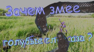 Зачем змее голубые глаза? Загадка!