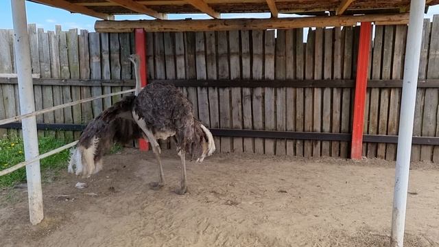 Печки лавочки - зоопарк по дороге в Суздаль