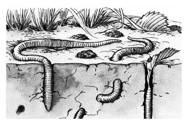 Жизнь дождевого червяка #crop production #humus soil #husbandry