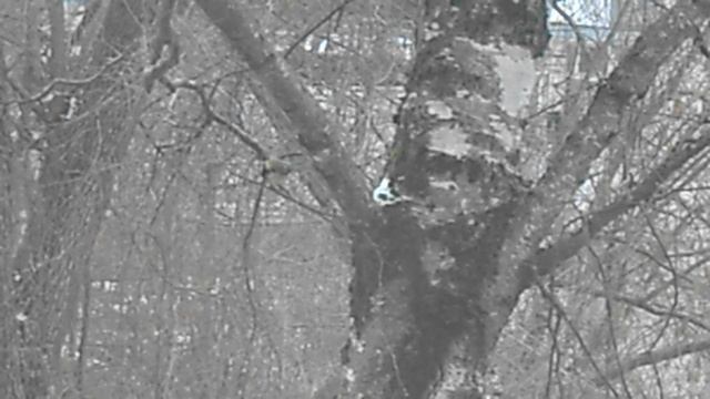 Большие синицы на дереве 548584 DSCN4996