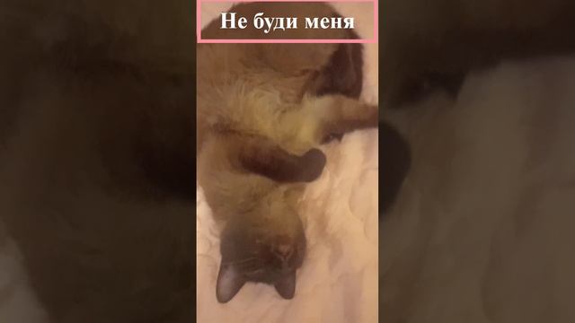 Cat MUSIK  НЕ БУДИ МЕНЯ