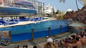 Beluga dolphins in The Land of Legends Theme Park, Kadriye Turkey