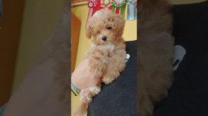цена в видео 📌 МАЛЬТИПУ КАСТРОПУЛО МЭРС продажа #maltipoo +79787458062 доставка есть