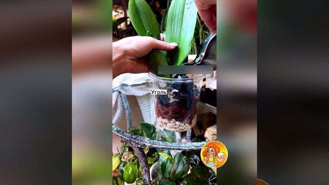 ЛЕЧИМ ОРХИДЕЮ ДОМА #РАСТЕНИЯ #ЛАЙФХАКИ #ЦВЕТЫ