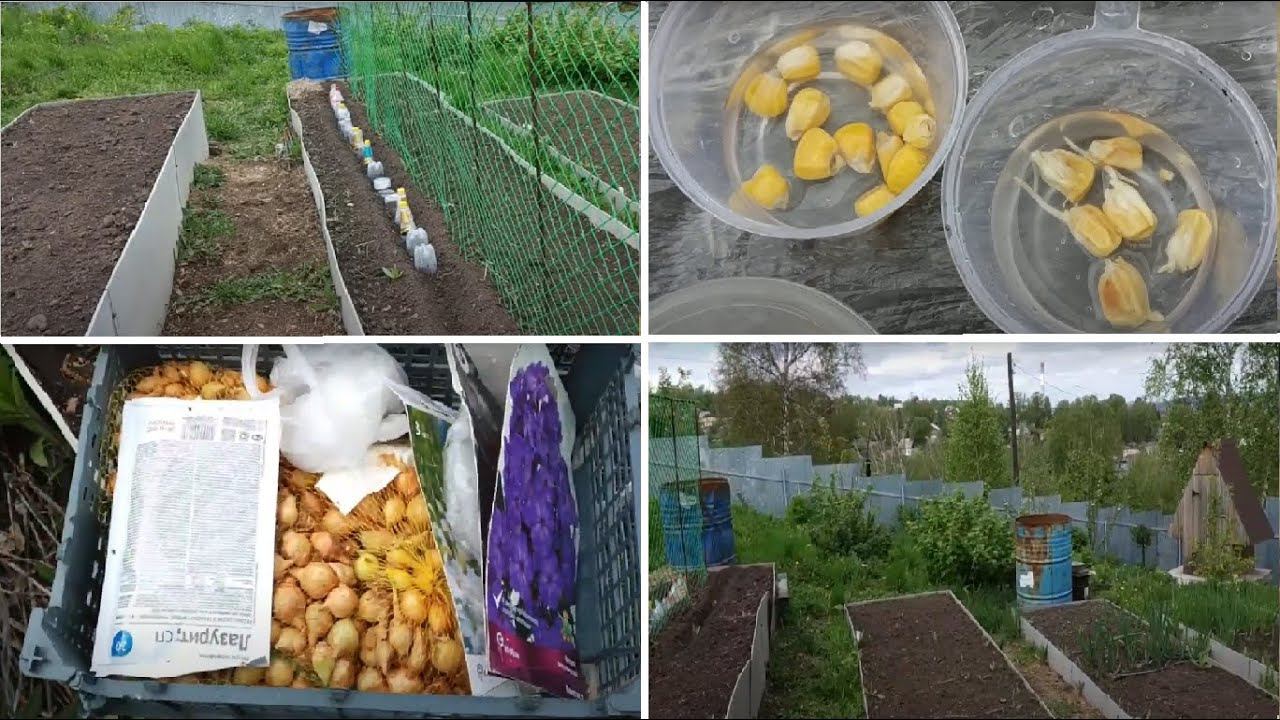 ЗАТЯЖНАЯ ХОЛОДНАЯ ВЕСНА В СИБИРИ, ПРИШЛОСЬ ПРОРАЩИВАТЬ СЕМЕНА ПЕРЕД ПОСАДКОЙ, 30.05.21