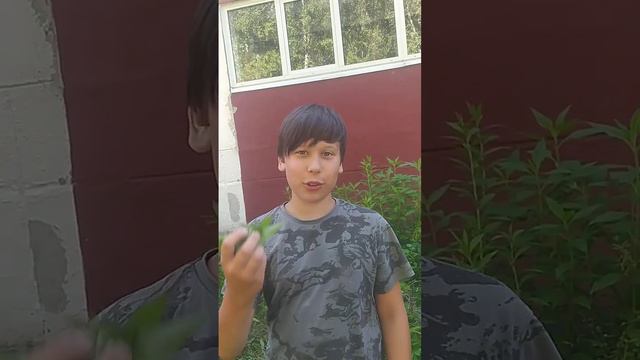 от сердца и почек дарю вам листочек.mp4