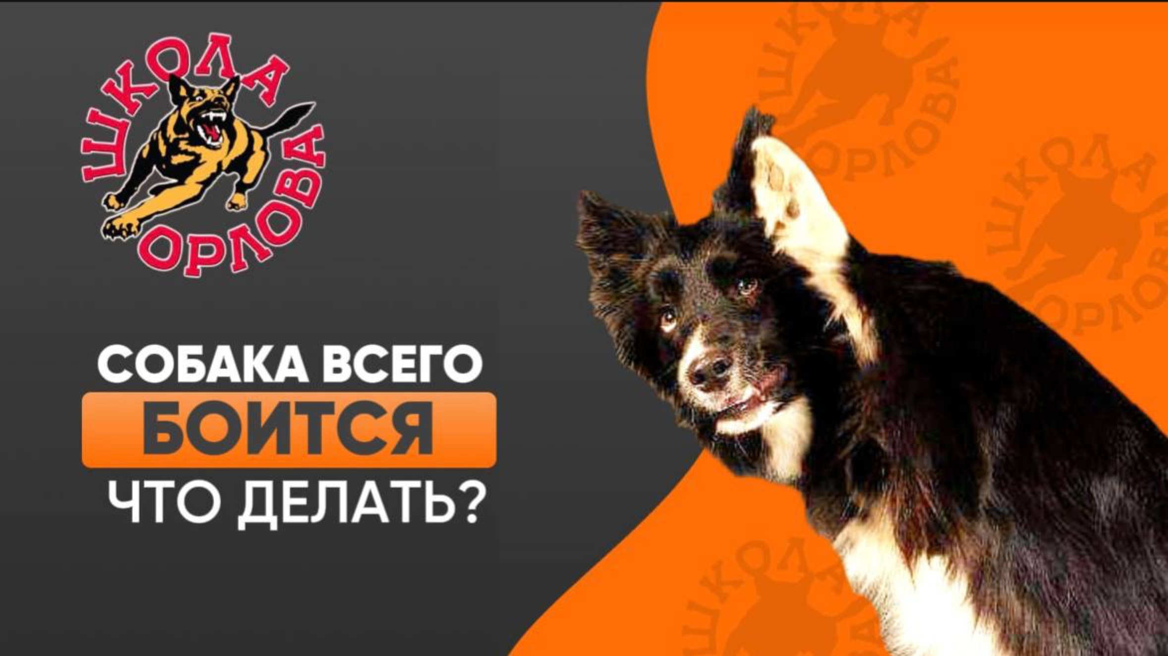 Взрослая собака всего боится и проявляет агрессию,что делать?