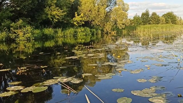р. Воронеж. Краснопёрка.
