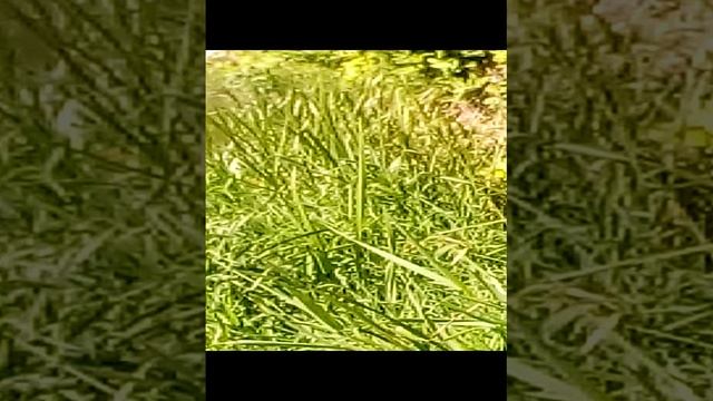 VID_20230801_140119.3gp