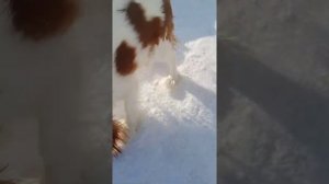 Кавалер кинг чарльз спаниель. Питомник "Сибирский стиль "