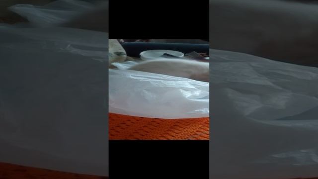 Котейка клубочница
