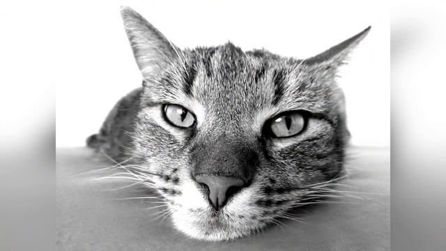 Лечебное мурчание кошки.mp4