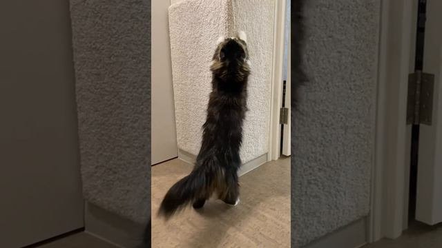 Шах и мат, Кузяка!