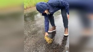Самые невероятные встречи с дикими животными на дороге, часть 7