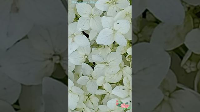 Гортензия