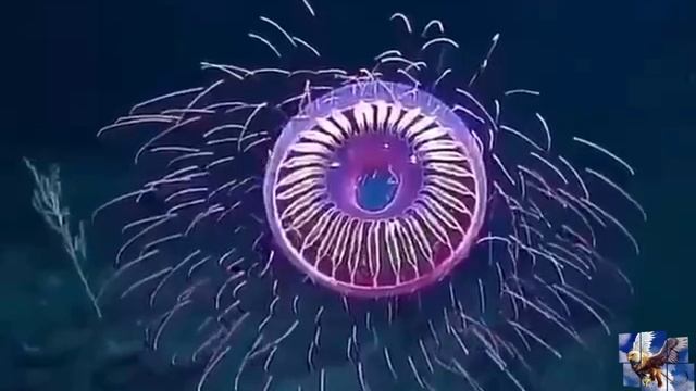 Клубный трек Затерянная Шамбола