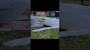 Счастье есть, и оно лохматое#питомникшилеле #алабаи