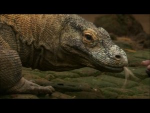 Комодский варан - Смертельный укус (Komodo - The Deadly Bite)