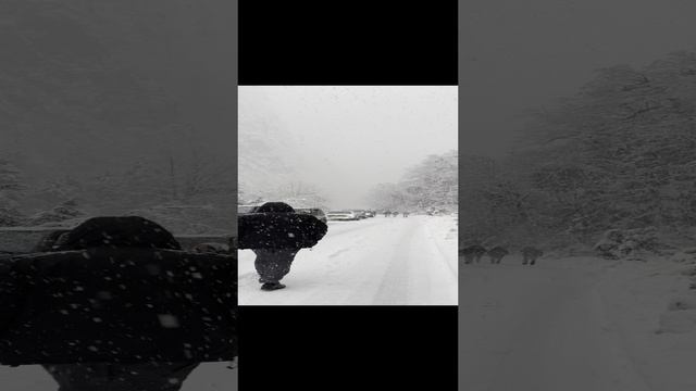 IMG_1645.MOV