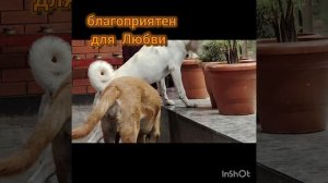 17-й лунный день