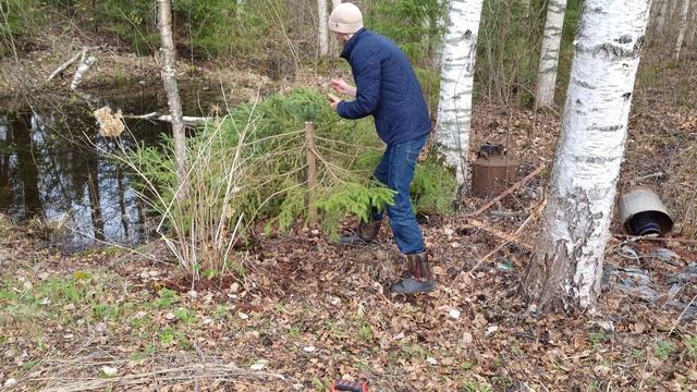 Можно ли привить голубую ель на обычную