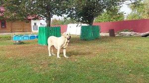 Орнелла и Оклахома из помета О2 с мамой. 4 мес 🐾💕