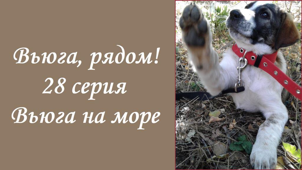 "Вьюга, рядом!" 28 серия "Вьюга на море"   dub