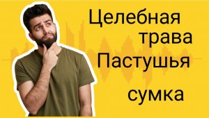 Пастушья сумка, лекарственное растение.