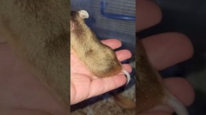 Как дела у сатиновых мышек.