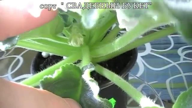 сорт фиалки _ СВАДЕБНЫЙ БУКЕТ _ __ моя коллекция