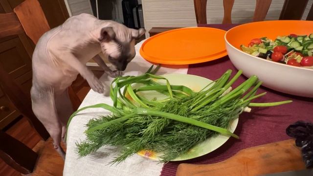 Невкусные витамины. Приколы с животными!