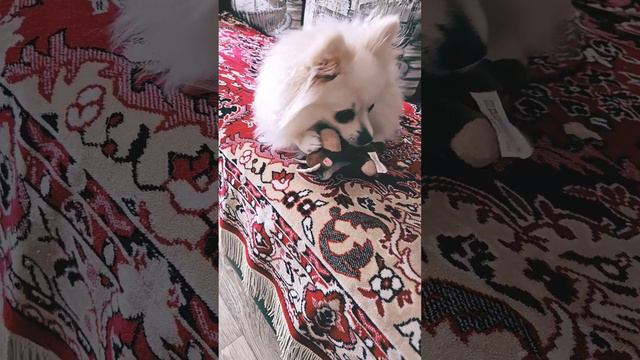 🐶🐶🐶