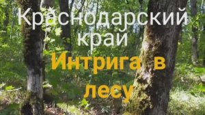 Скифы и Черкесы