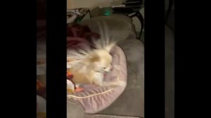 Funniest Animals ? - Funny animal videos can't help but laugh 2021 ? - Cutest Animals Ever.mp4