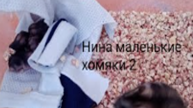 Нина маленькие хомяки 2