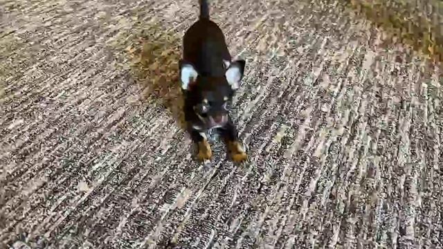 Фото приветик от выпускнице питомника. Красавица Габи.