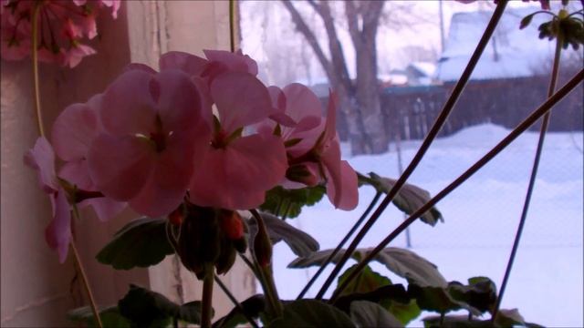 кусочек лета среди зимы