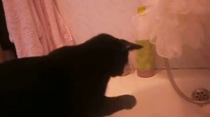 Кот "ТАРАКАН" пьёт воду
