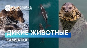 Дикие животные | Где и как их посмотреть | Камчатка