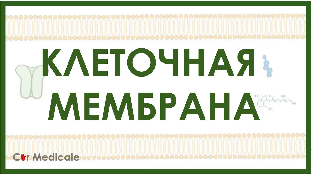Клеточная мембрана： холестерин, белки-транспортеры, гликопротеины, гликолипиды