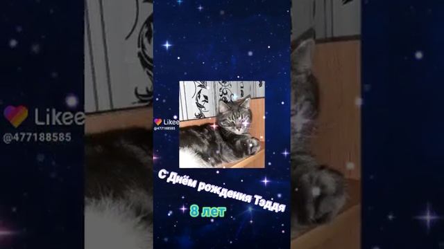 кот теди