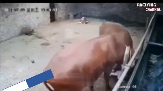 Нападение коровы на мать с ребёнком.