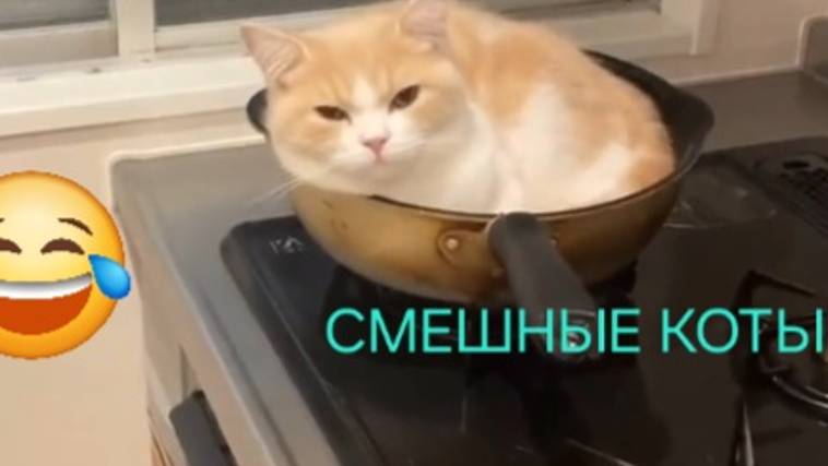 СМЕШНЫЕ КОТЫ | КОТЯРА