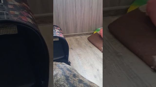 БЕНГАЛЬСКИЙ КОТ ПОСЛЕ КАСТРАЦИИ.😬