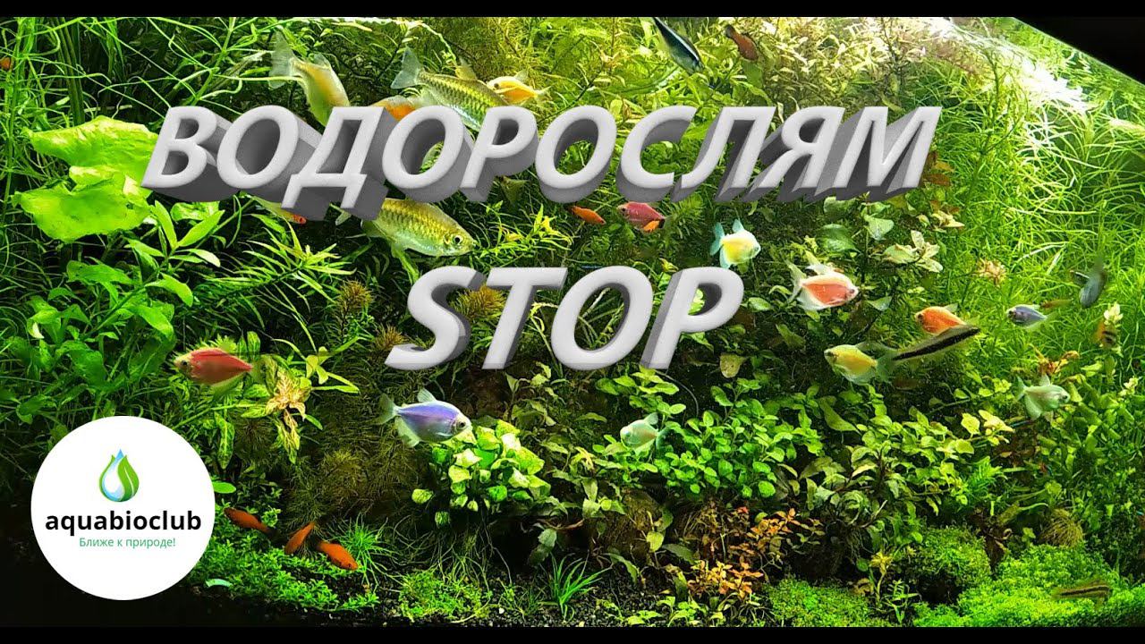 Подкармливаю водорослеедов водорослями. Обработка растений перед помещением в аквариум.