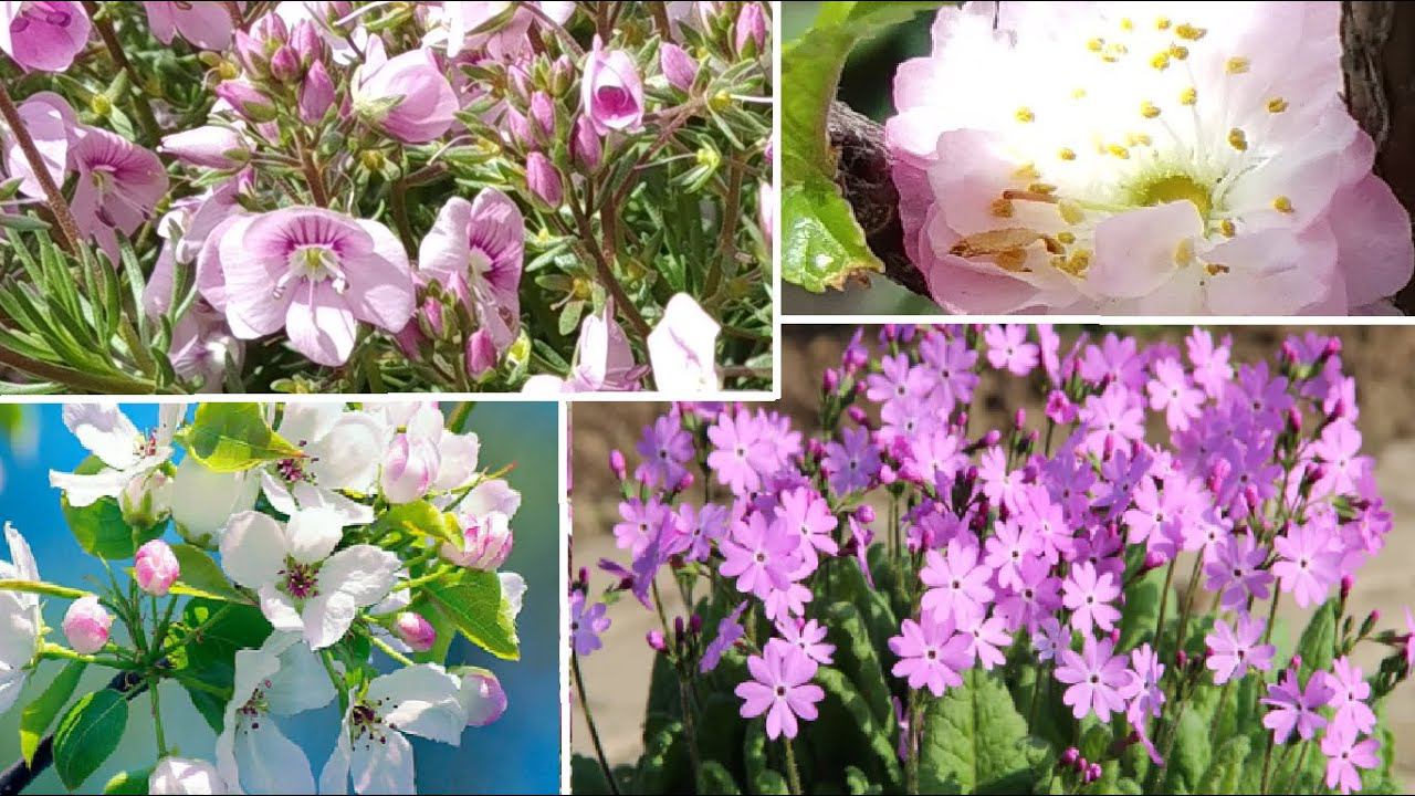 ПРИЕХАЛИ НА ДАЧУ, А ТАМ ВСЕ ЦВЕТЕТ, ВЕСНА В СИБИРИ❣️