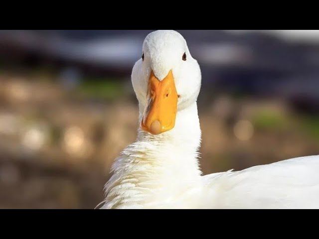 Лечение лап утки от начала и до конца