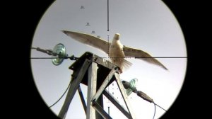Охота на  Серую Ворону - 9 Мая. Crow Hunting 2022. Кроухантинг. Jack Hunter.