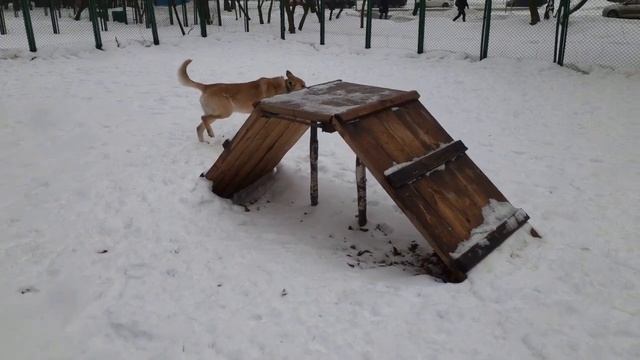 Филя сам гуляет